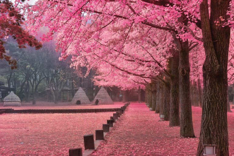 Nami Island Korea Selatan, Pulau Wisata Indah Nan Romantis di Seoul ...